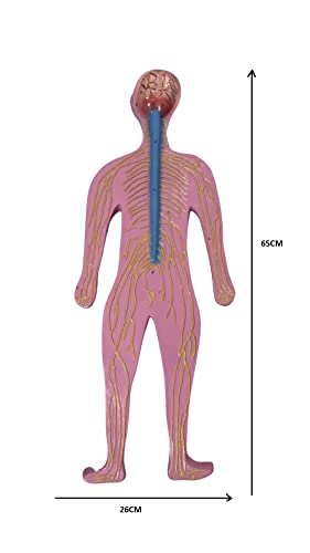 Human Nervous System Anatomical Model on Board | LexBax