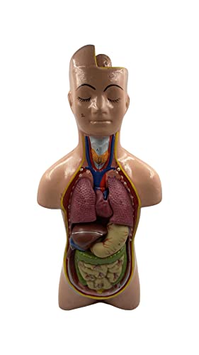 Human Torso Model Detachable 6 Parts Sexless | LexBax