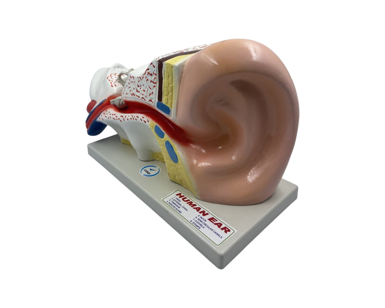 LexBax Human Ear Anatomical Model on Base, Educational Human Ear 3D ...